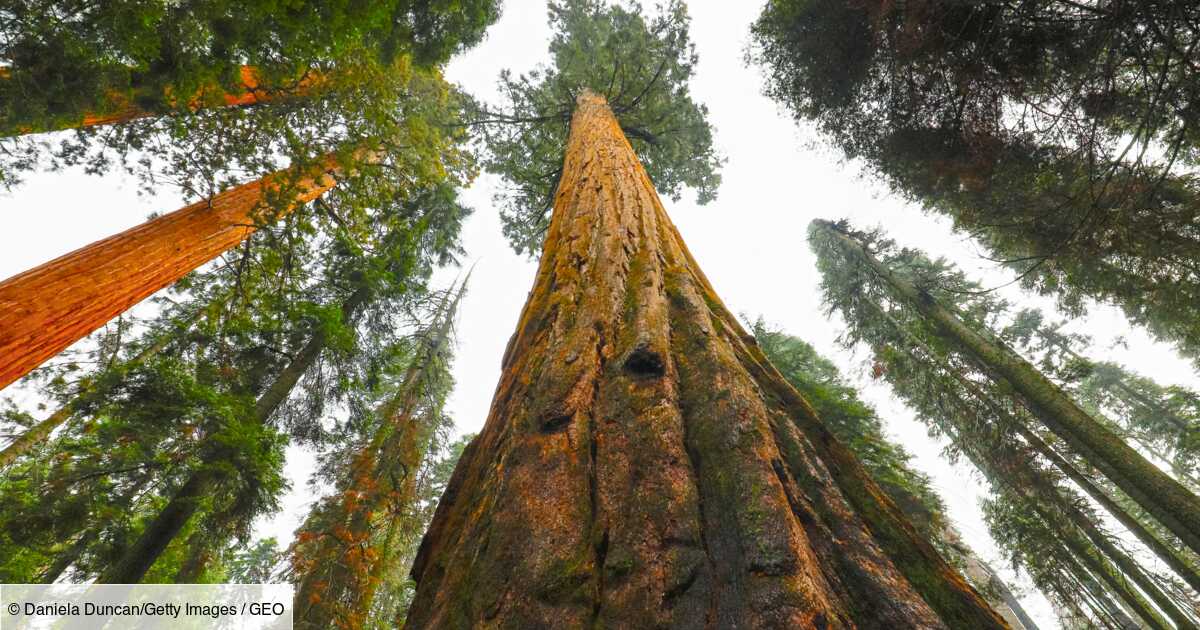 Le secret de la résilience des séquoias face au changement climatique ...